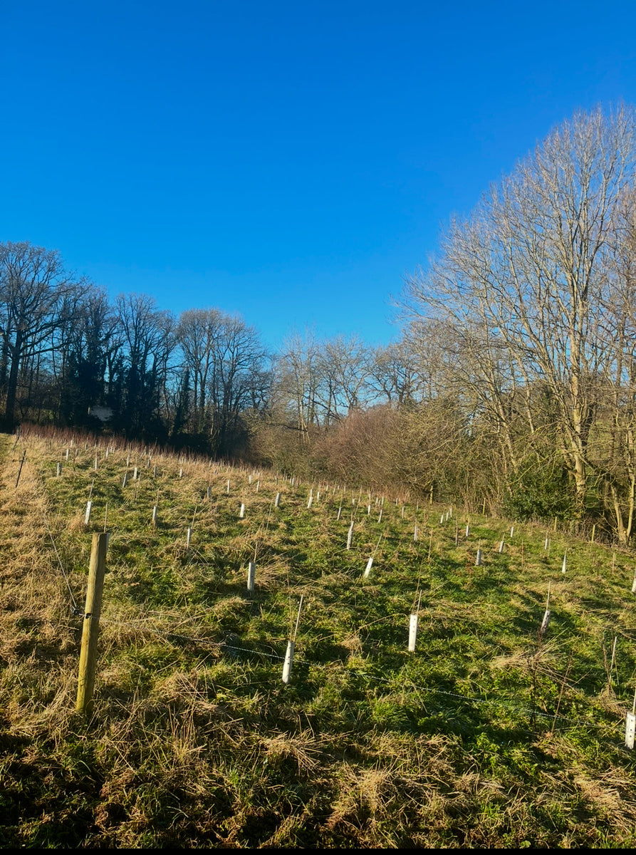 The New Wildlife Corridors of Treflach - Treflach Farm