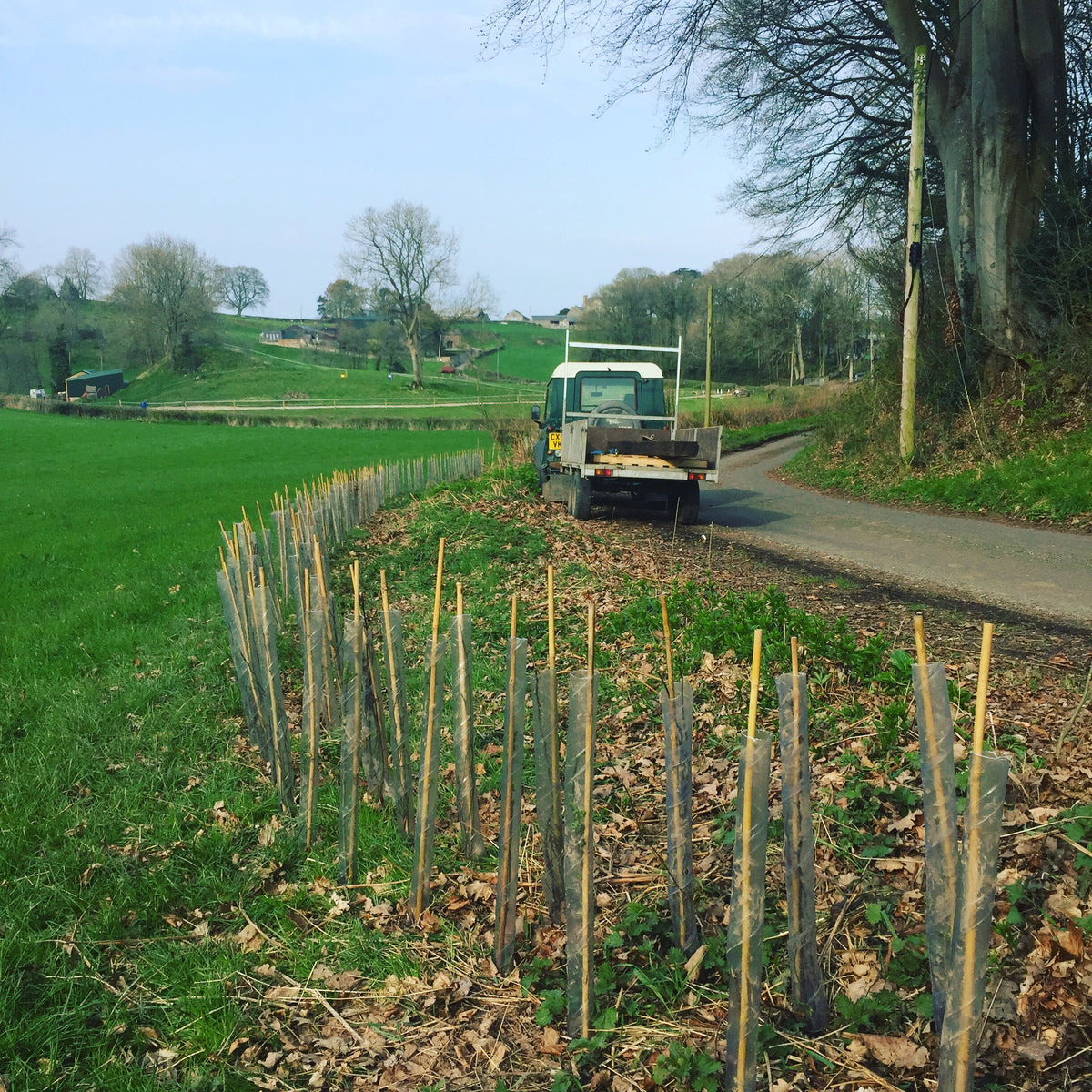 The hedges of Treflach - Treflach Farm