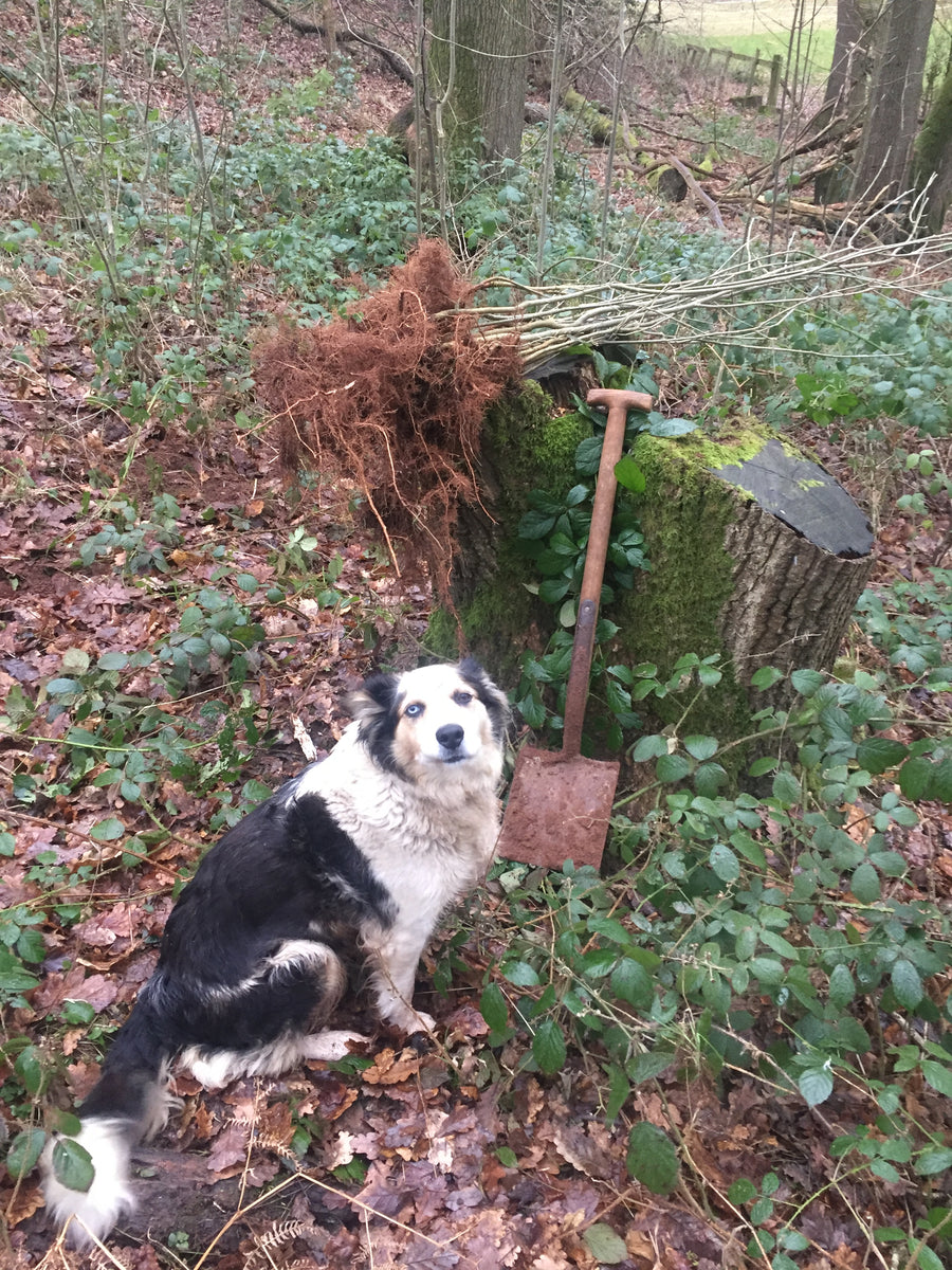 The Trees of Treflach - Treflach Farm