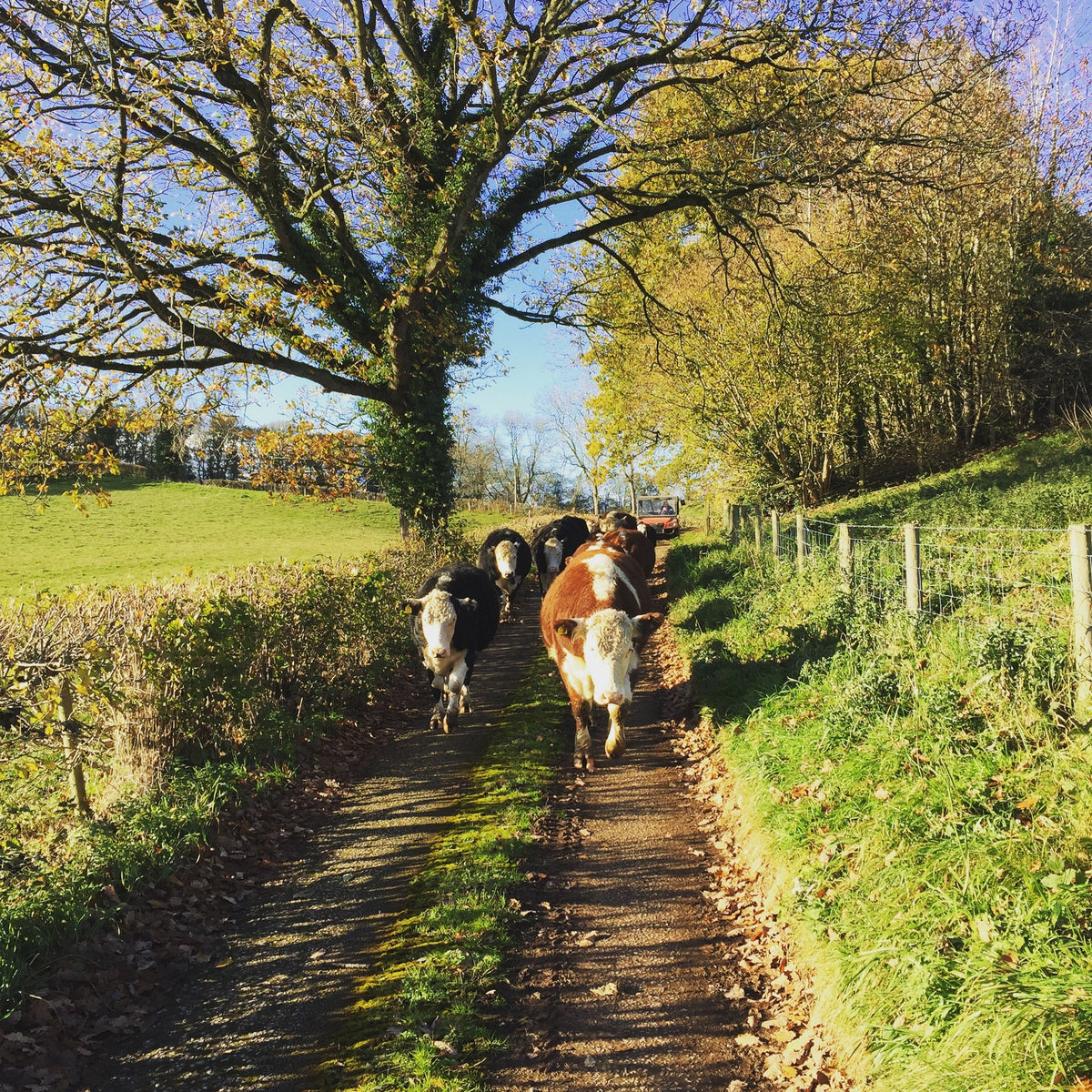The lanes of Treflach - Treflach Farm