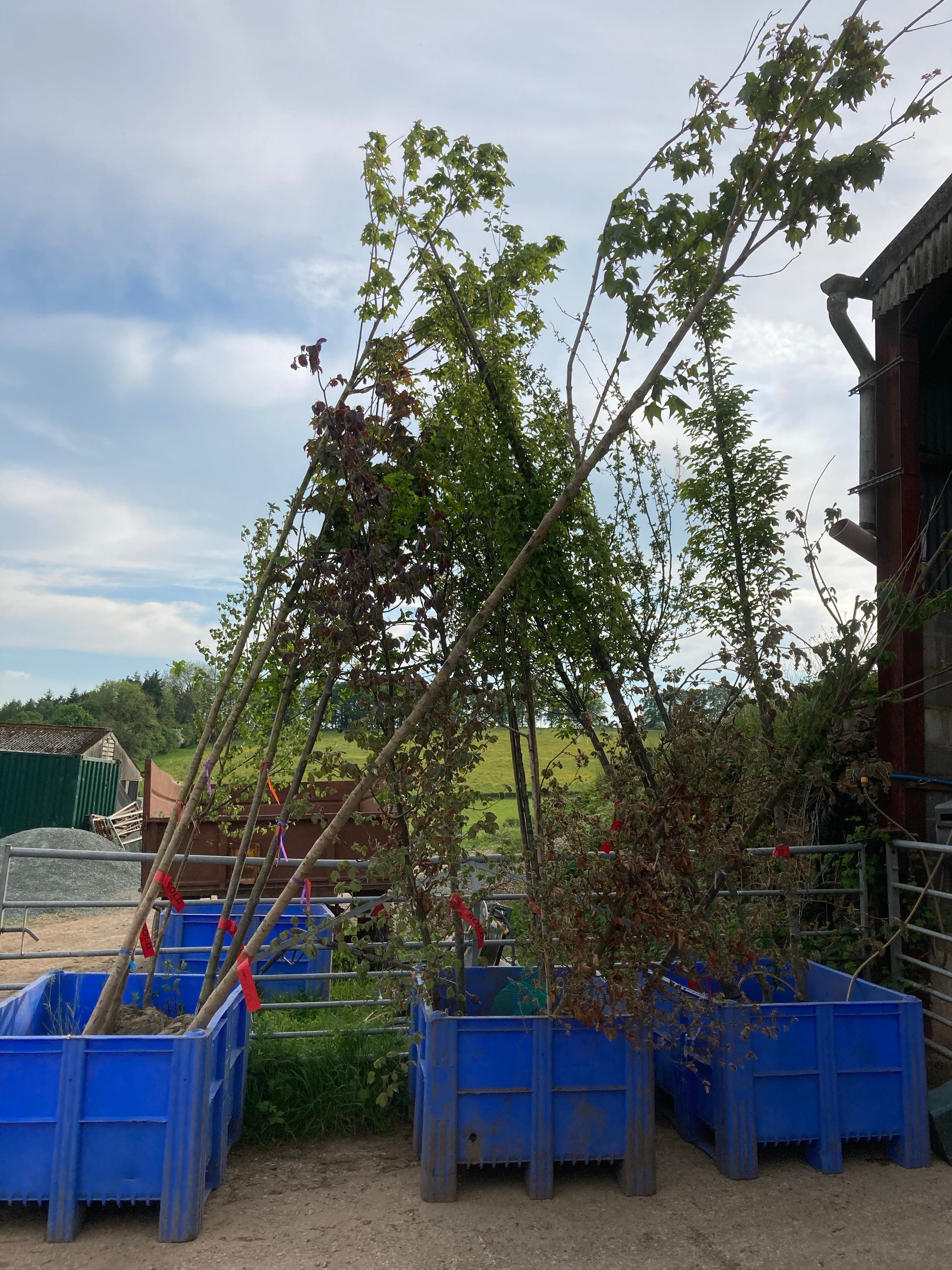 Dedicate a tree - Treflach Farm